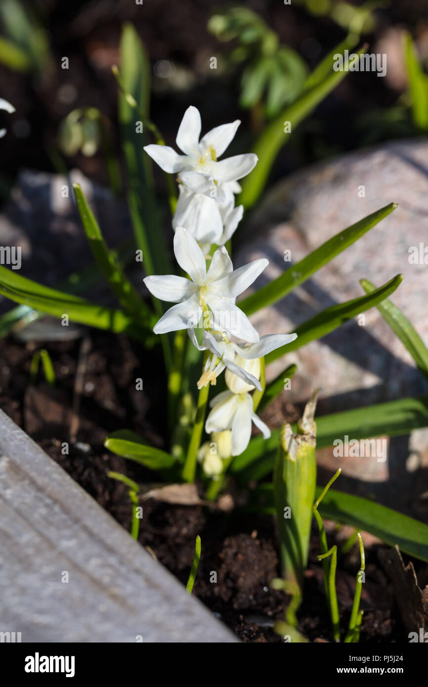 Siberian squill blue flowers hi-res stock photography and images - Alamy