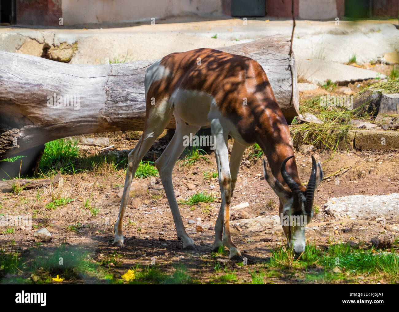 Rome, Italy - The animals of Biopark, a zoological park in the heart of ...