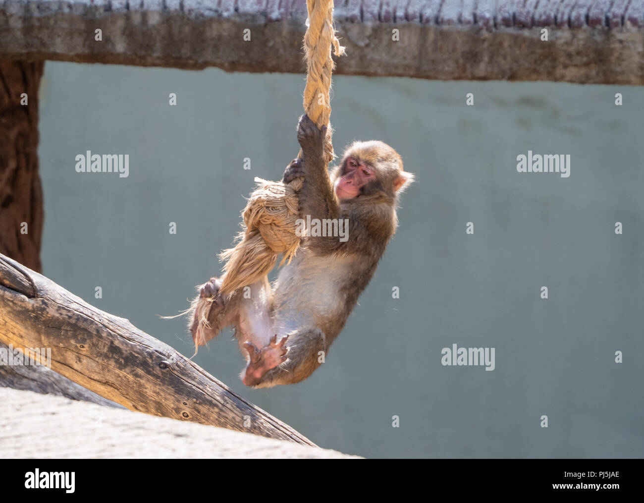 Rome, Italy - The animals of Biopark, a zoological park in the heart of ...