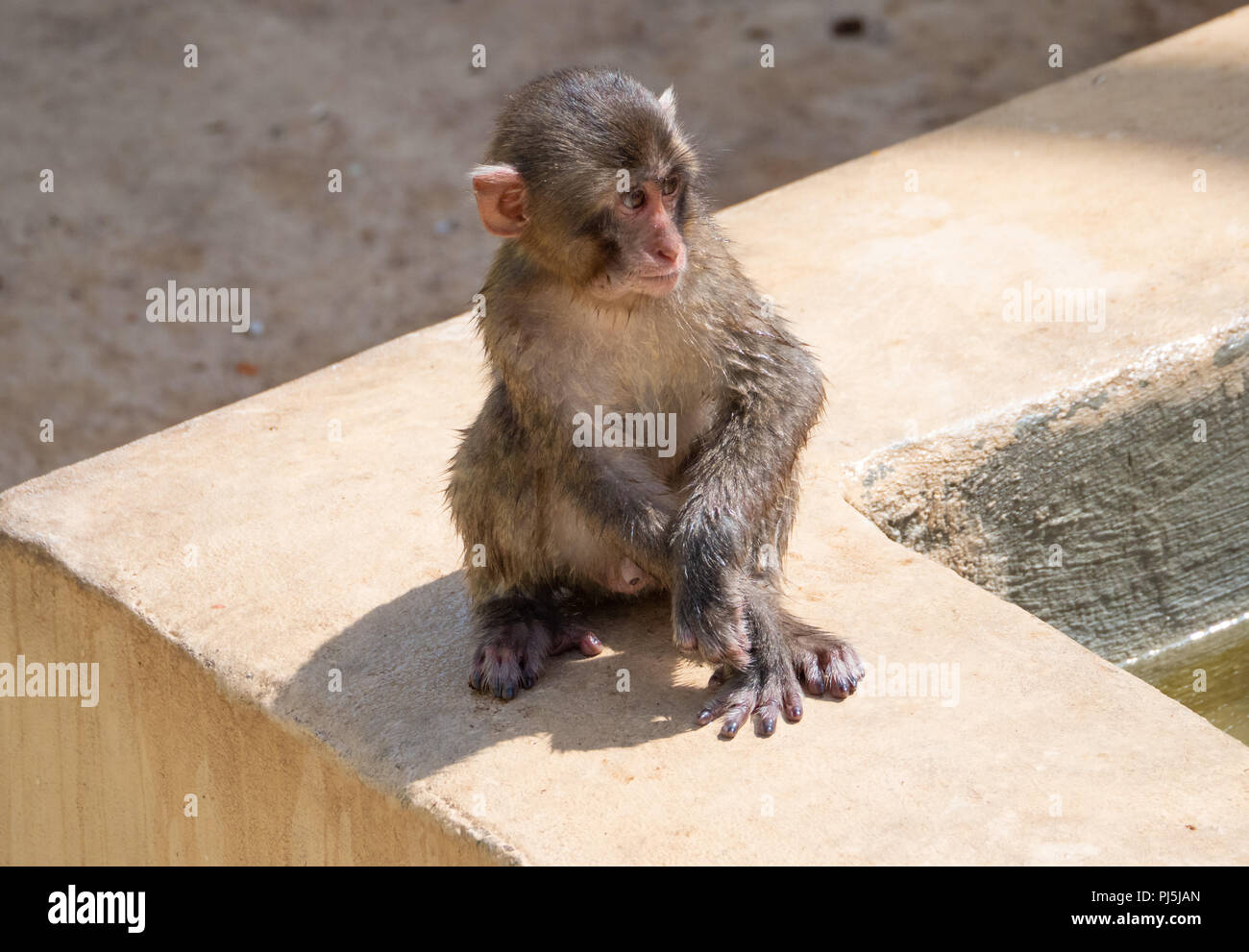 Rome, Italy - The animals of Biopark, a zoological park in the heart of ...