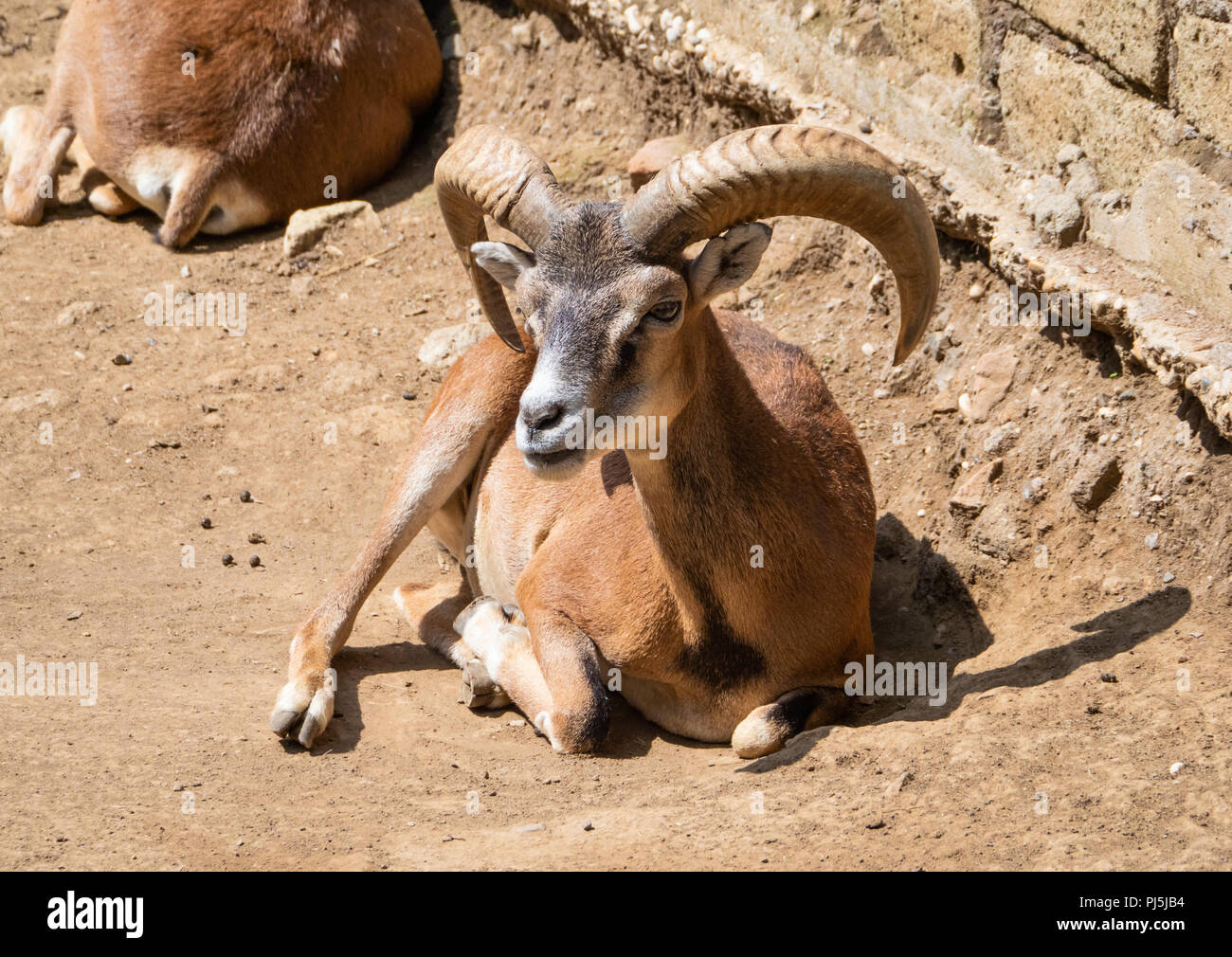 Rome, Italy - The animals of Biopark, a zoological park in the heart of ...