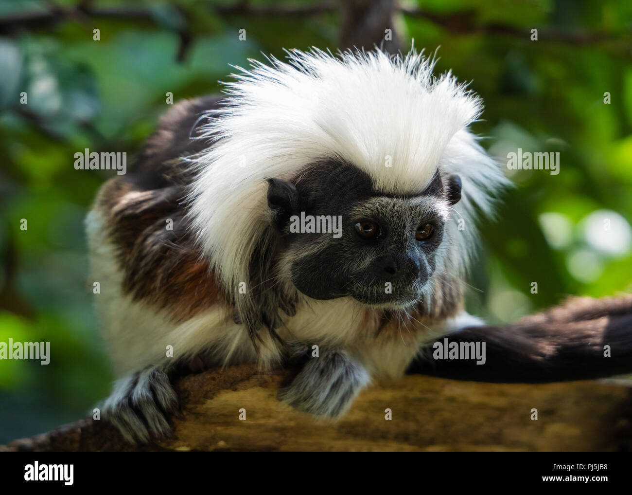 Rome, Italy - The animals of Biopark, a zoological park in the heart of ...