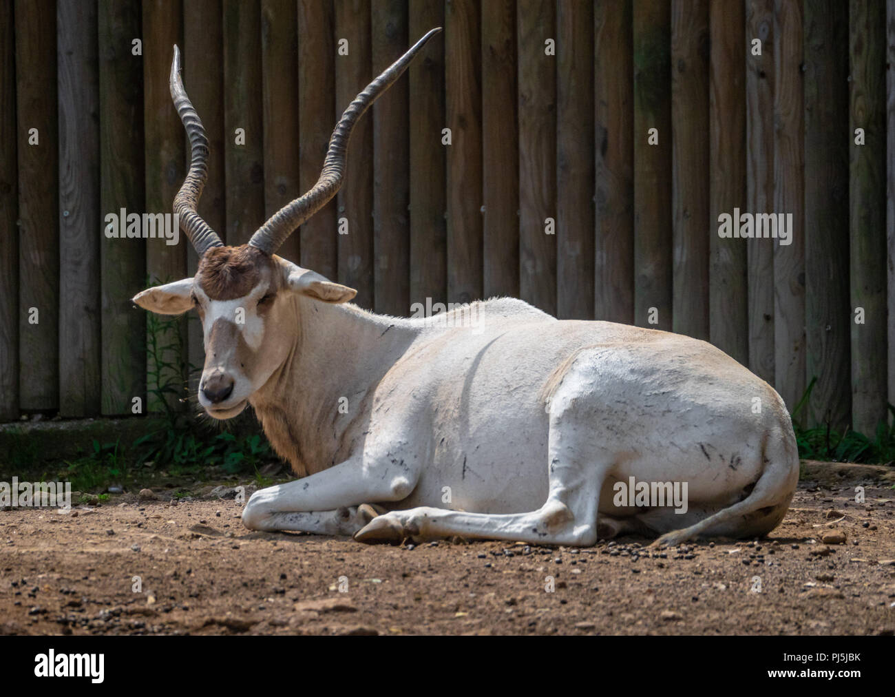 Rome, Italy - The animals of Biopark, a zoological park in the heart of ...