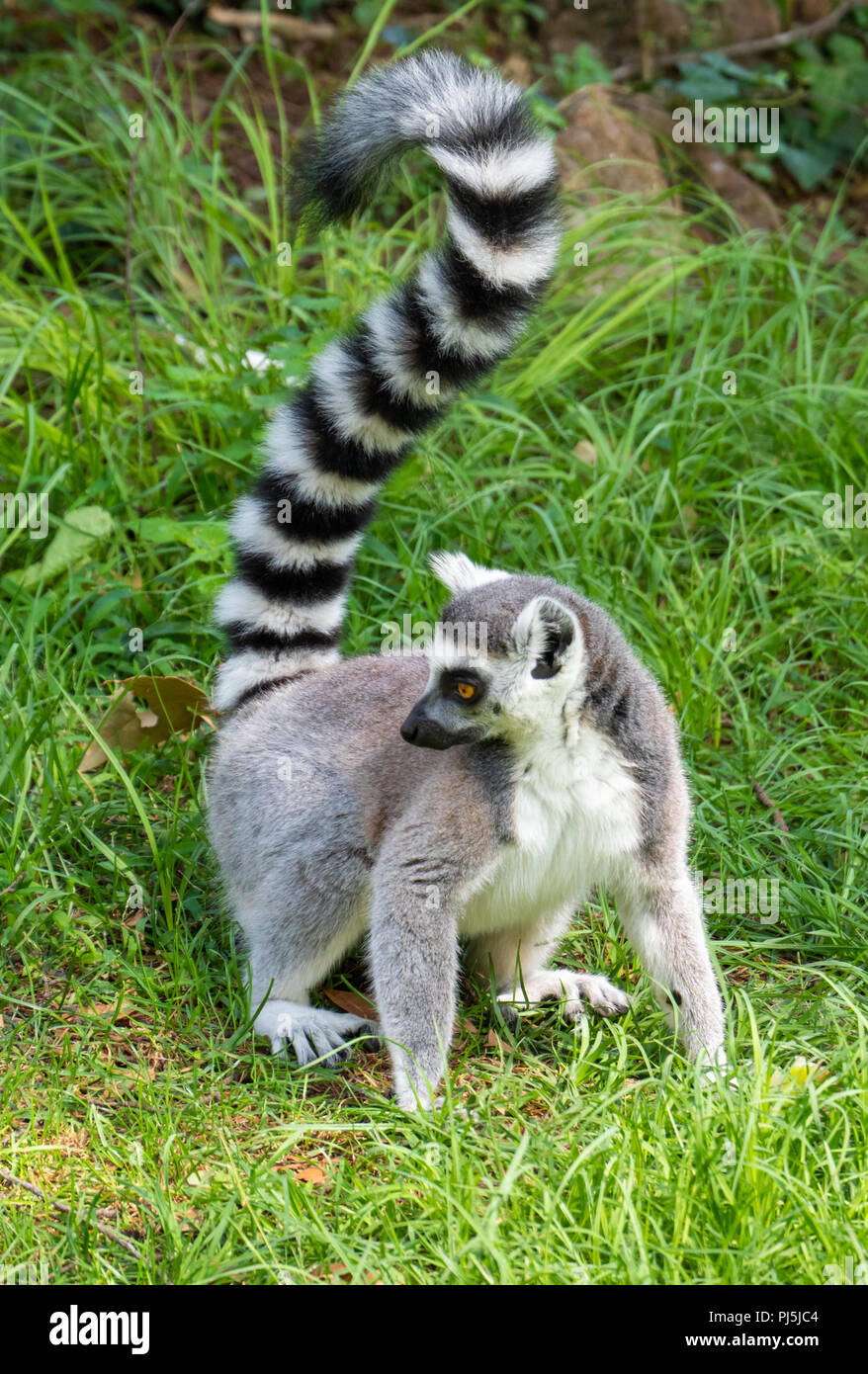 Rome, Italy - The animals of Biopark, a zoological park in the heart of ...