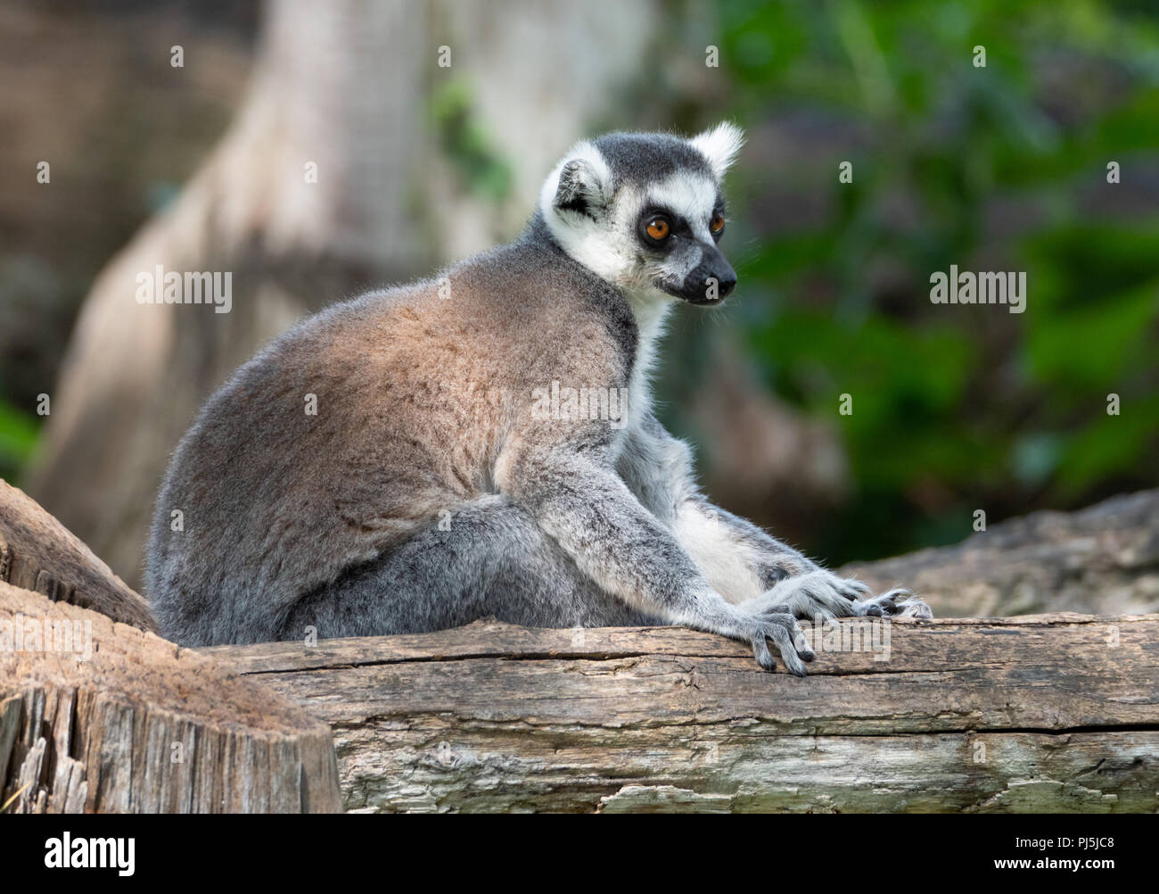 Rome, Italy - The animals of Biopark, a zoological park in the heart of ...