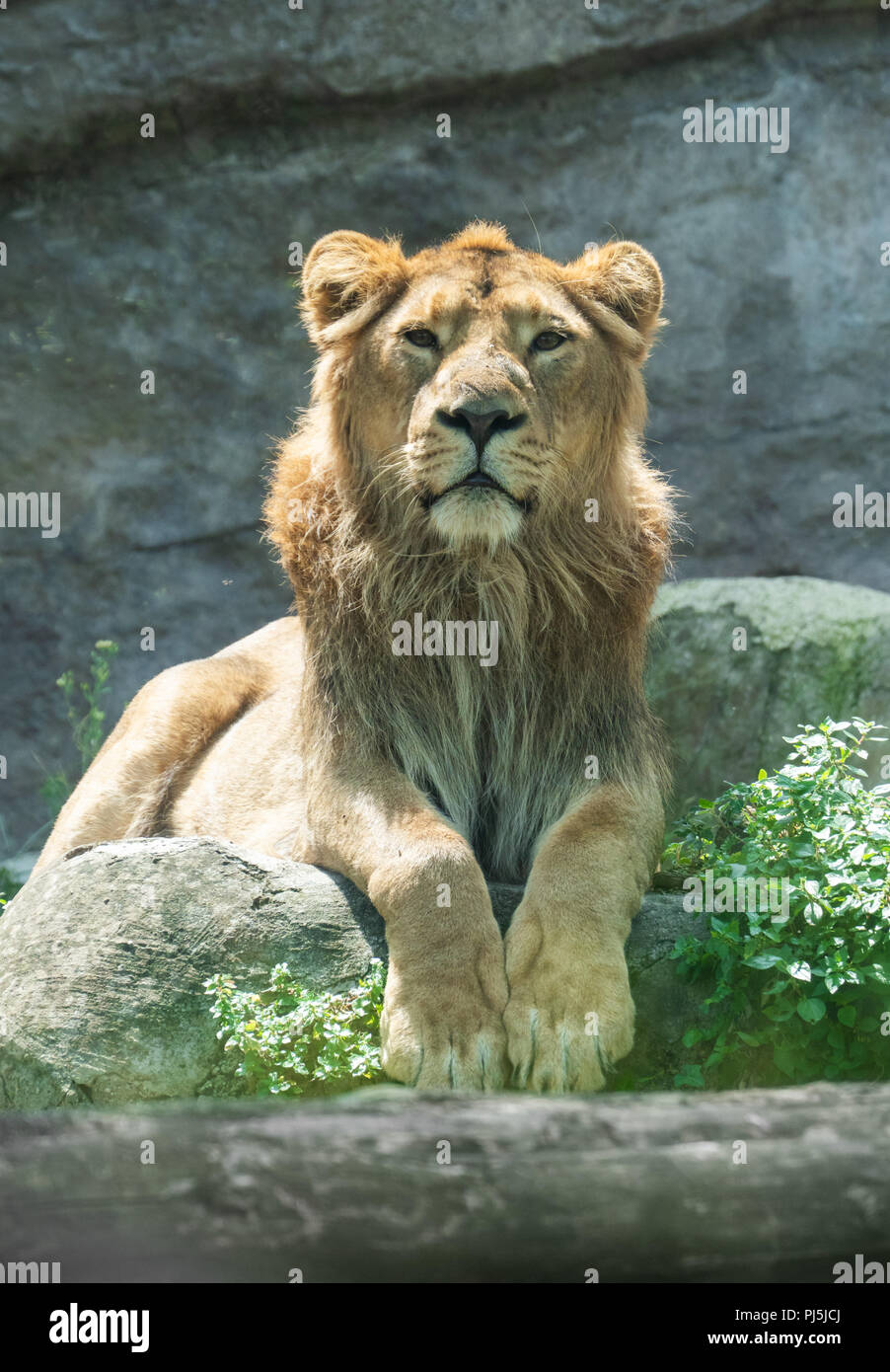 Rome, Italy - The animals of Biopark, a zoological park in the heart of ...