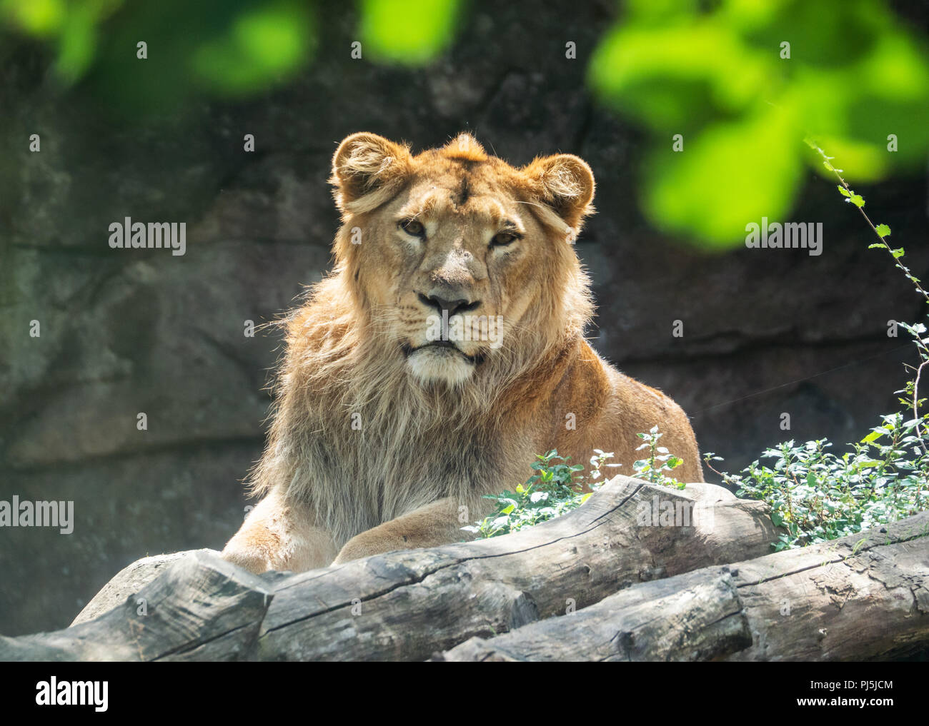 Rome, Italy - The animals of Biopark, a zoological park in the heart of ...