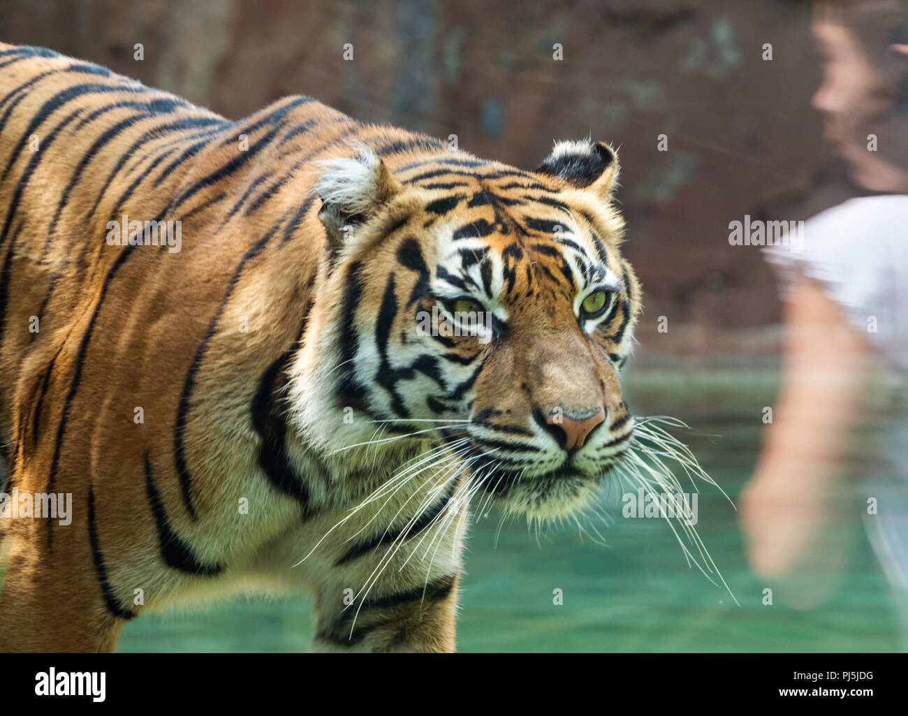 Rome, Italy - The animals of Biopark, a zoological park in the heart of ...