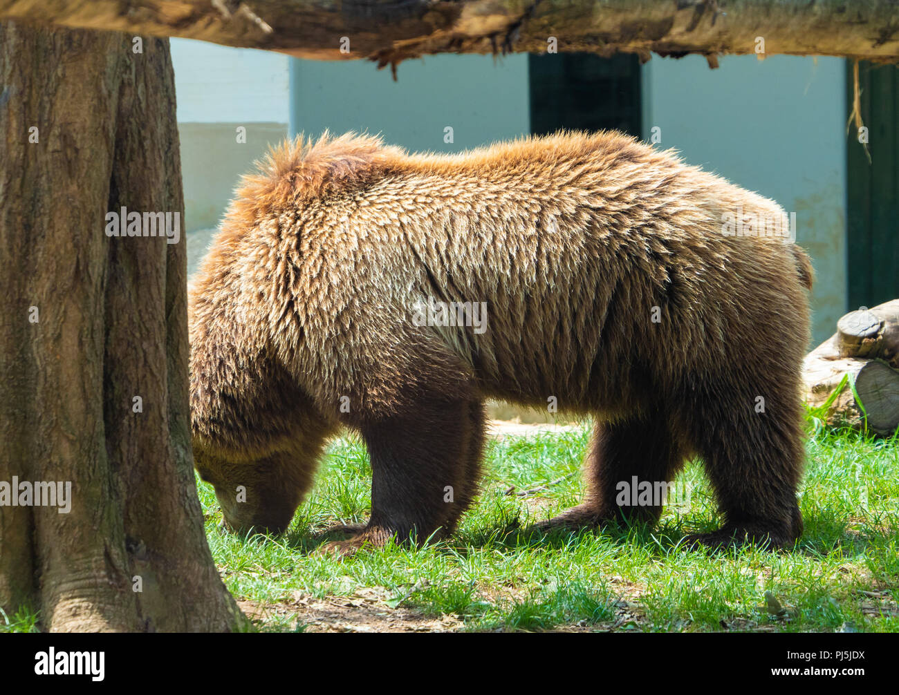 Rome, Italy - The animals of Biopark, a zoological park in the heart of ...