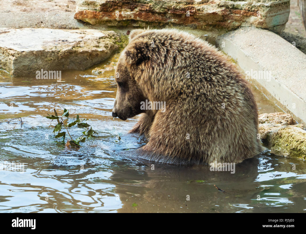 Rome, Italy - The animals of Biopark, a zoological park in the heart of ...