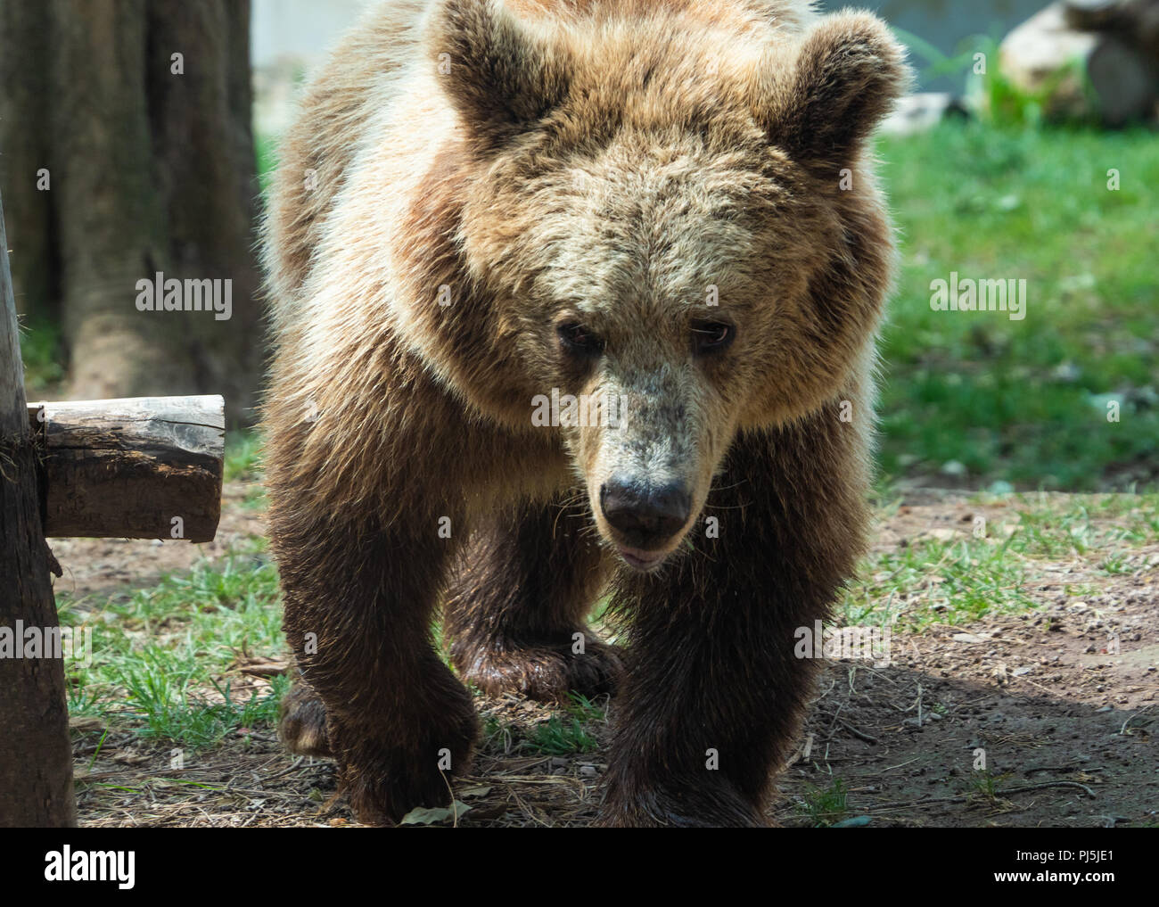 Rome, Italy - The animals of Biopark, a zoological park in the heart of ...