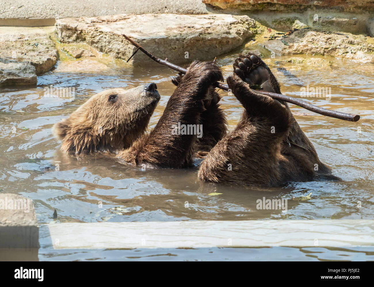 Rome, Italy - The animals of Biopark, a zoological park in the heart of ...
