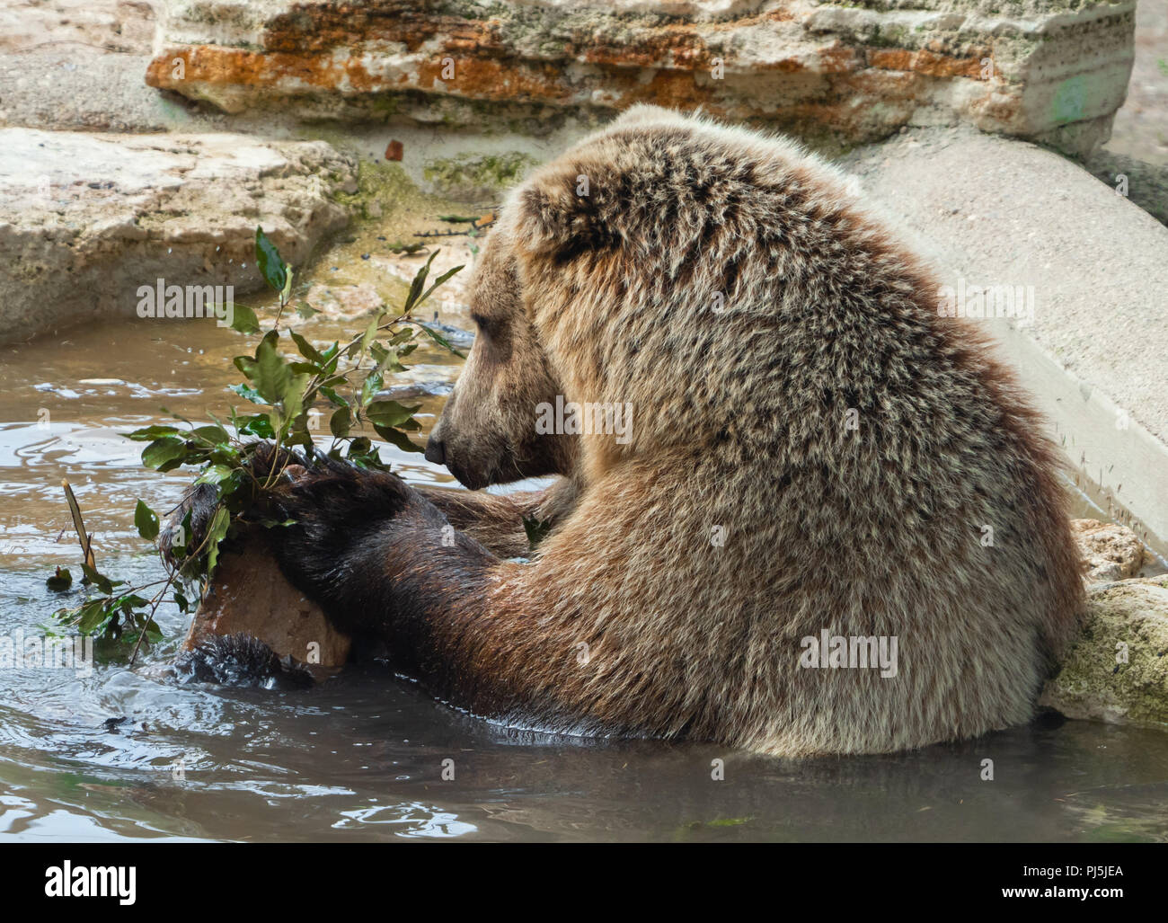 Rome, Italy - The animals of Biopark, a zoological park in the heart of ...