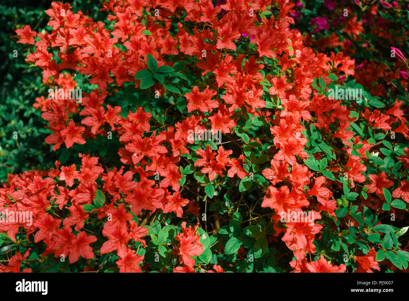 Beautiful background with red flowers Stock Photo - Alamy