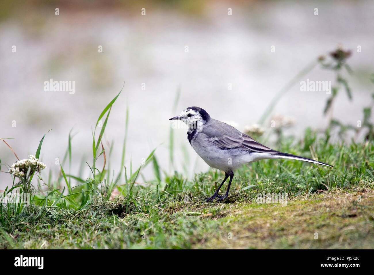 White wagtail bird hi-res stock photography and images - Alamy