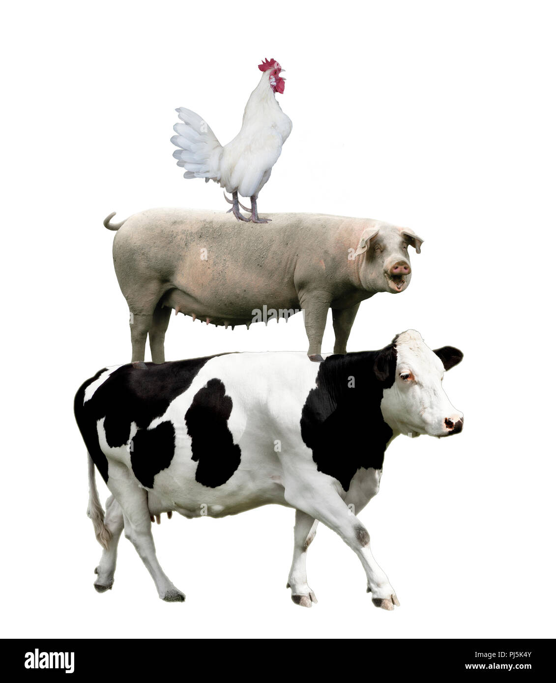 Cow, pig, rooster stand on each other Stock Photo - Alamy