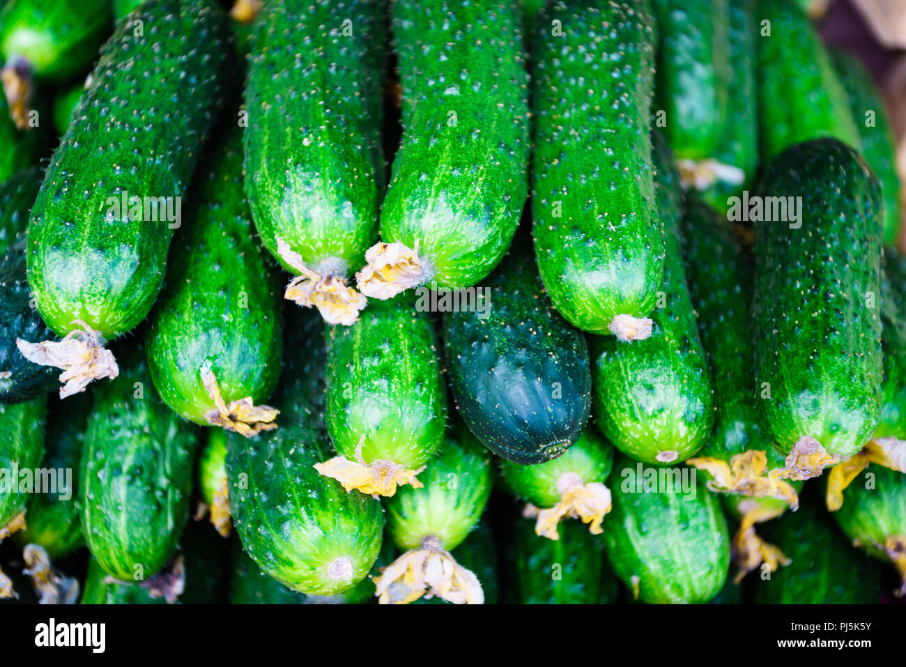 Fresh green cucumber. Cucumber background Stock Photo - Alamy