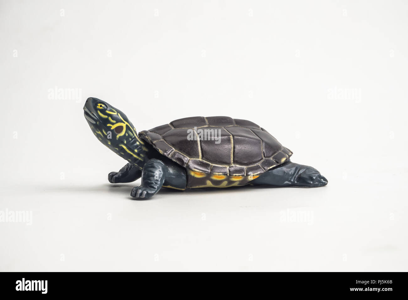 turtle on white background Stock Photo - Alamy