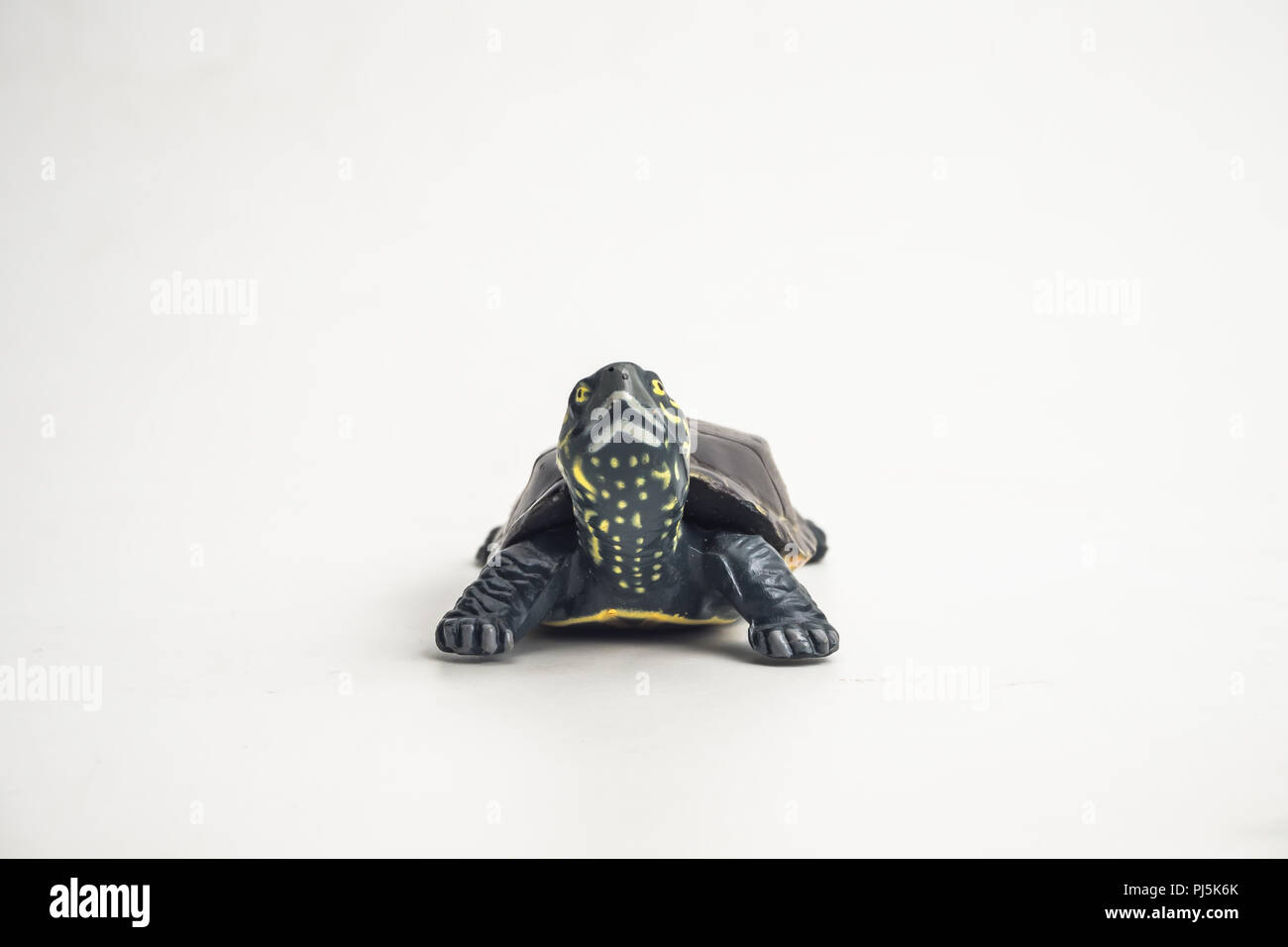 turtle on white background Stock Photo - Alamy
