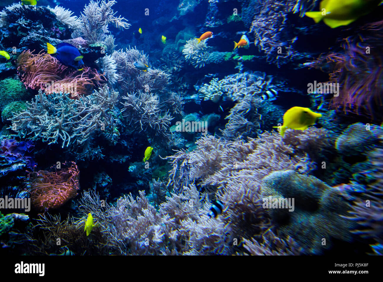 Colorful coral reef with fish and stone Stock Photo - Alamy