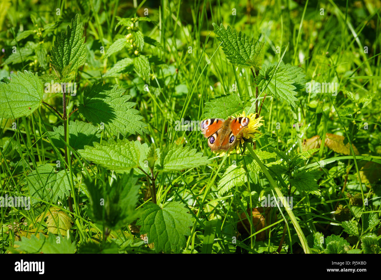 Fresh green grass with butterfly. Natural background Stock Photo - Alamy