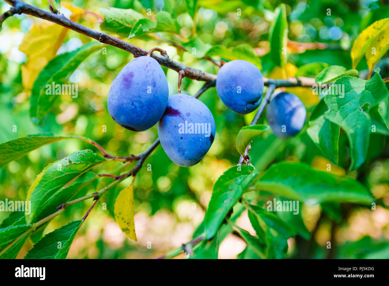 plum tree branch in the fruit garden Stock Photo - Alamy