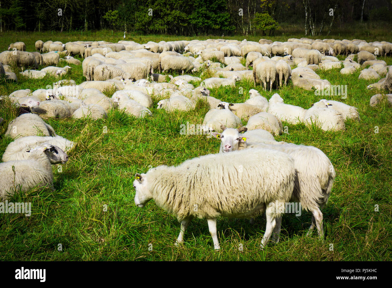 Sheep in nature on meadow Stock Photo - Alamy