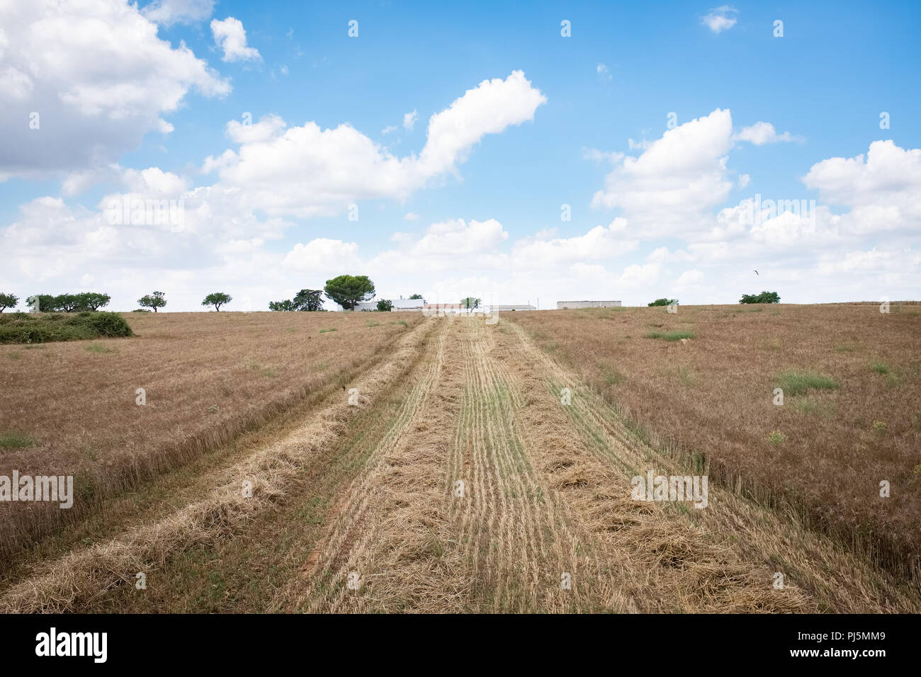 Durum wheat field during the harvest. Murgia plateau in Apulia region ...