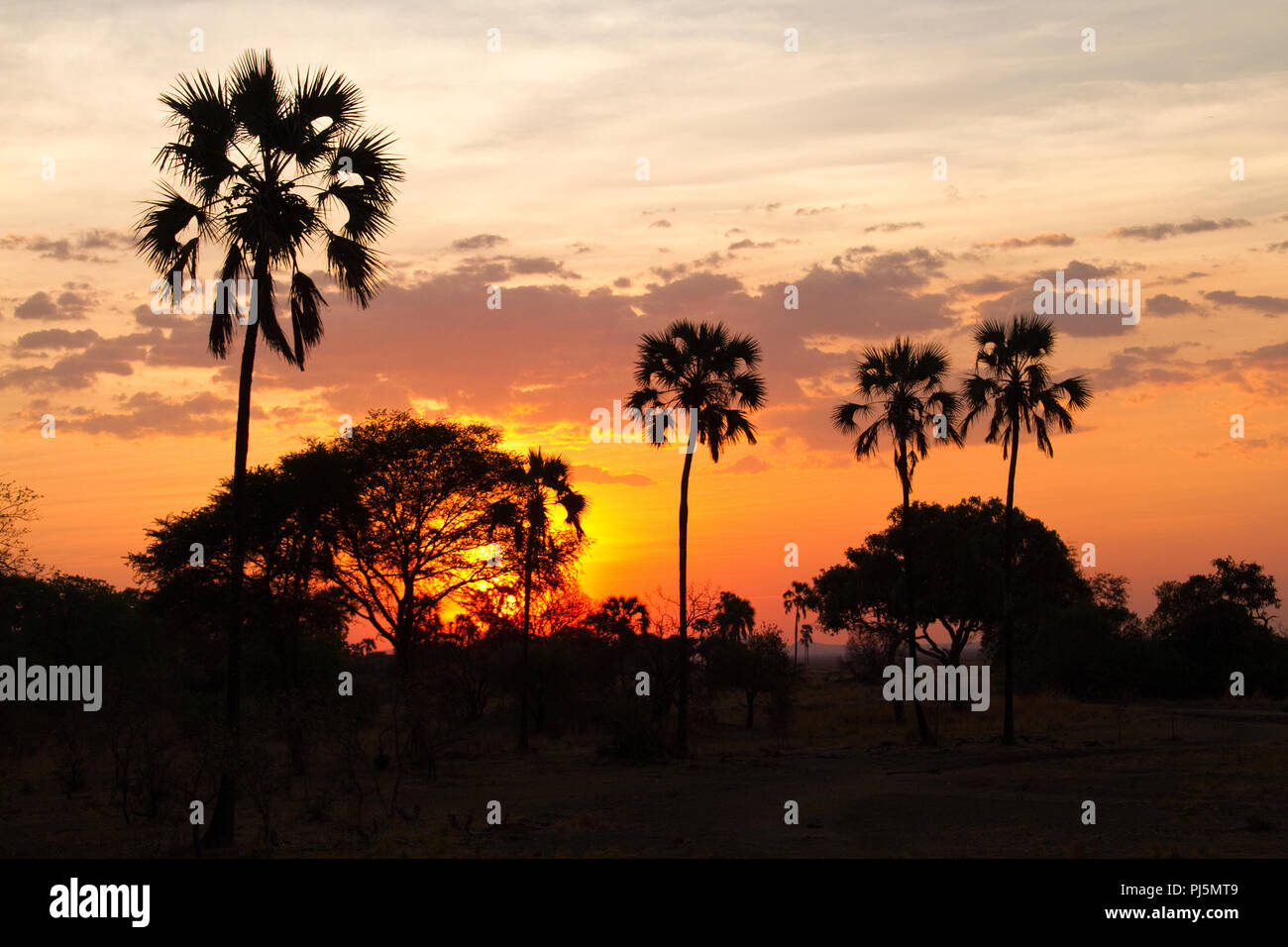 Real fan palm africa hi-res stock photography and images - Alamy