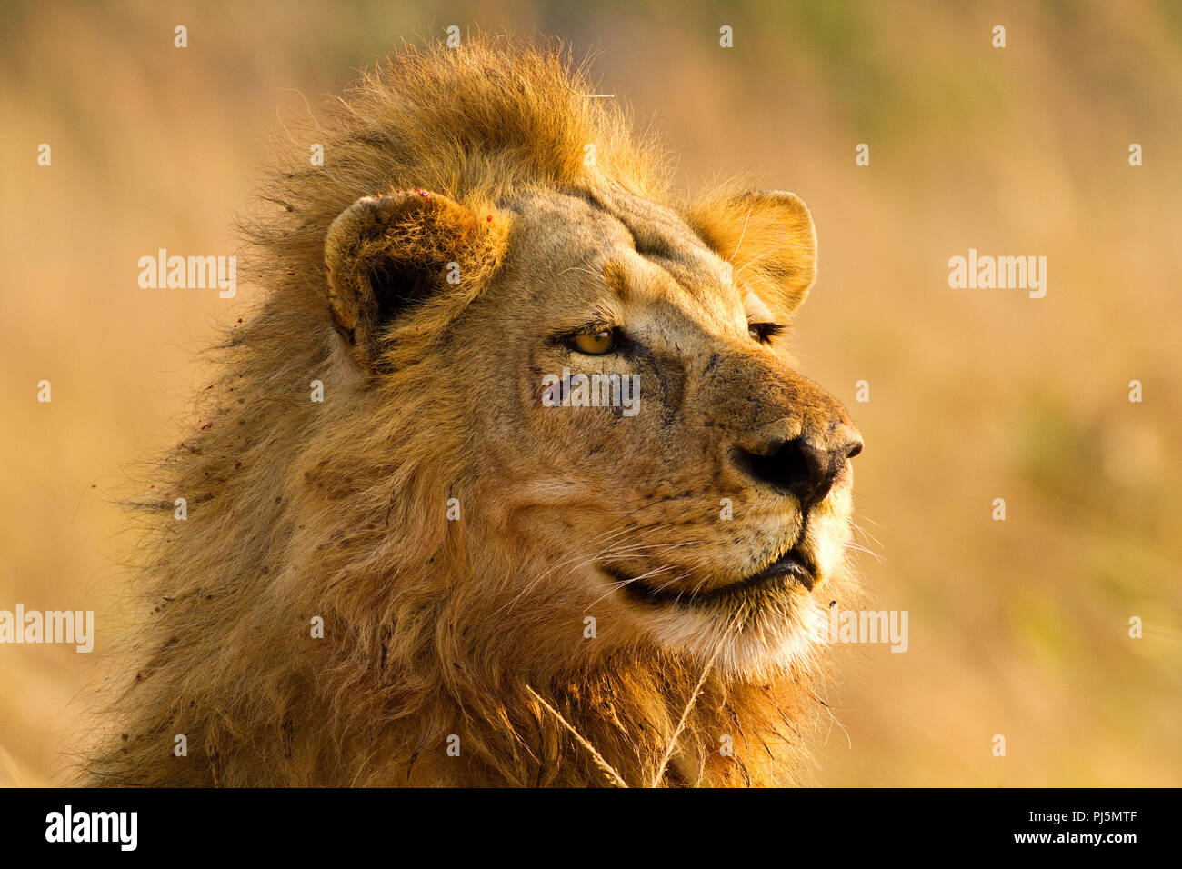 A portrait of the male called Joseph, that used to be the pride male ...