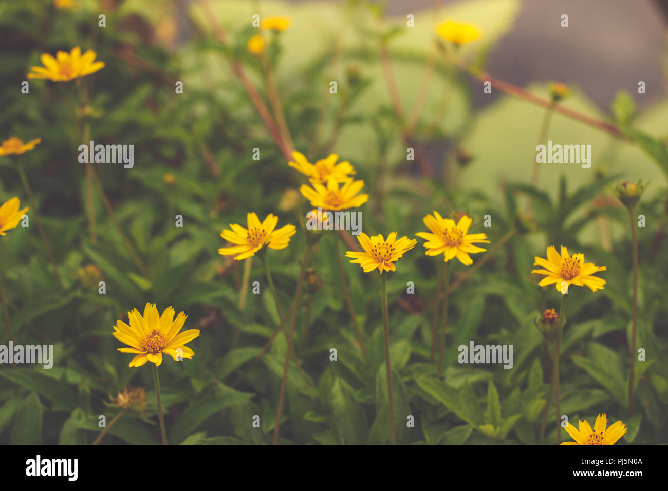 Beautiful yellow daisy flowers, little yellow star in Thailand Stock ...