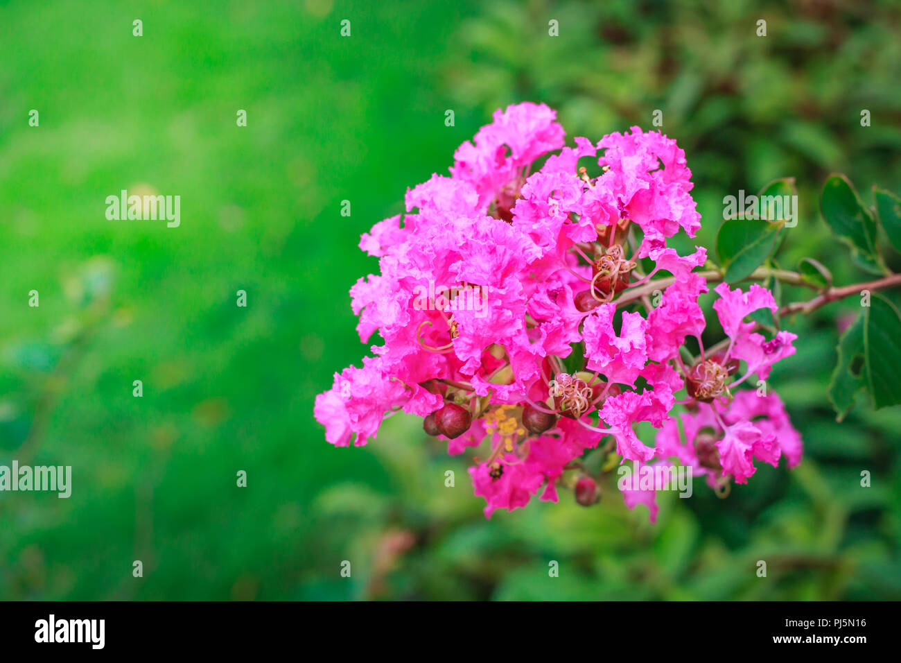 Crape myrtle lagerstroemia indica hi-res stock photography and images ...