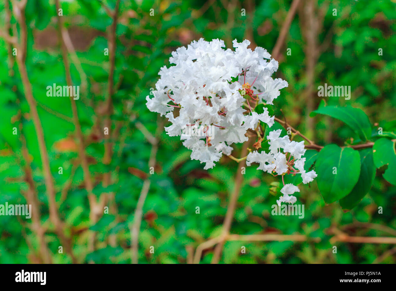 Crape Myrtle (Lagerstroemia indica) blooms in the garden Stock Photo ...