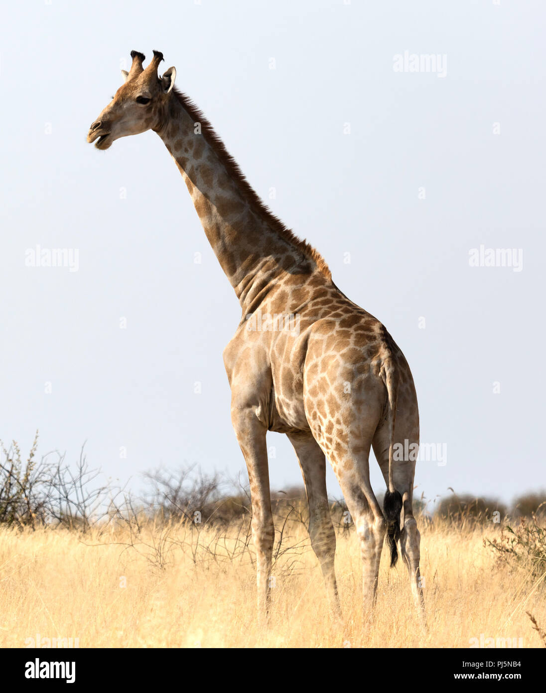 Single adult giraffe in the Kalahari - Botswana Stock Photo - Alamy