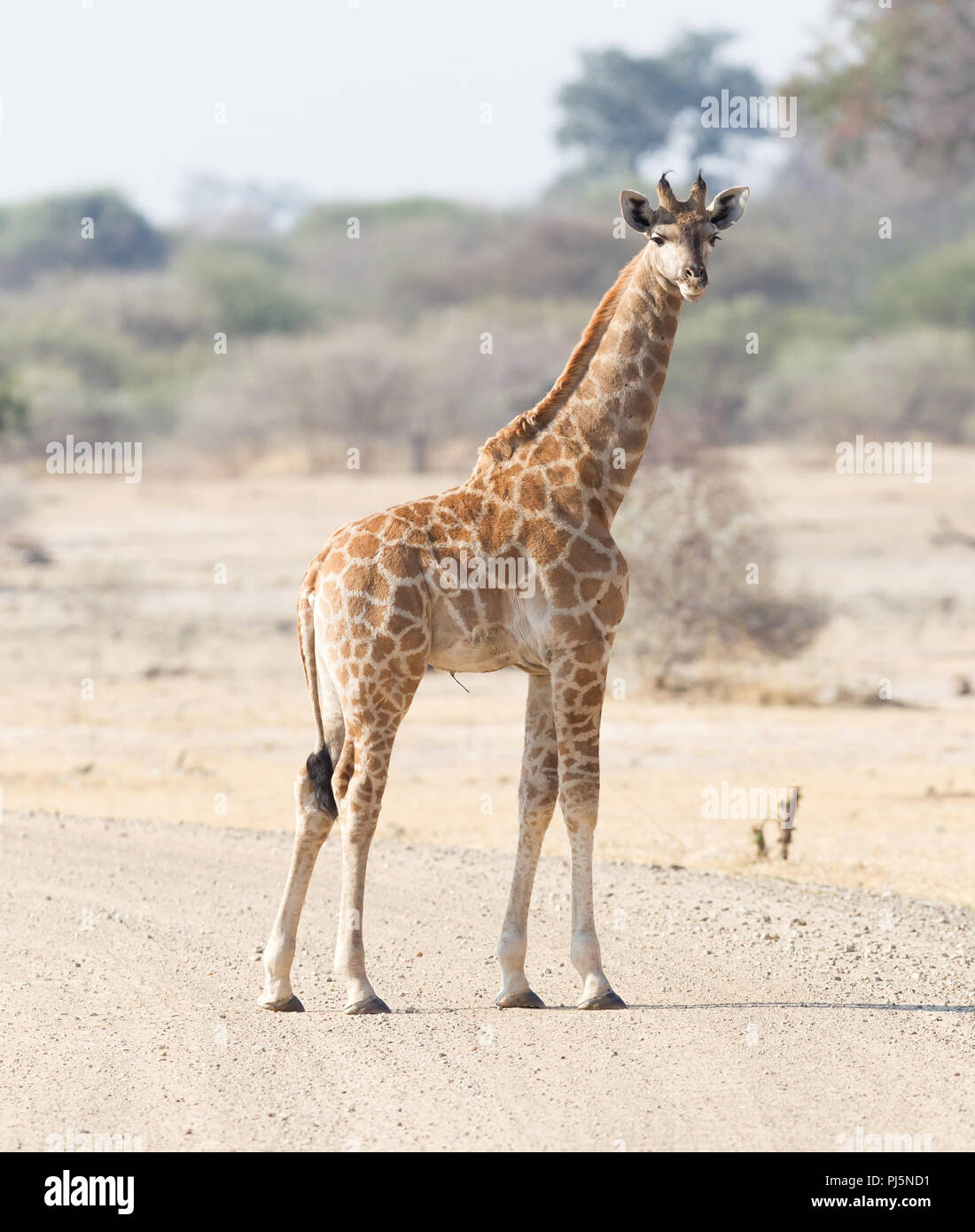 Single young giraffe (Giraffa camelopardalis) in Namibia Stock Photo ...