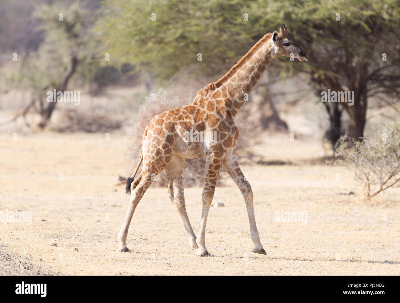 Single young giraffe (Giraffa camelopardalis) in Namibia Stock Photo ...