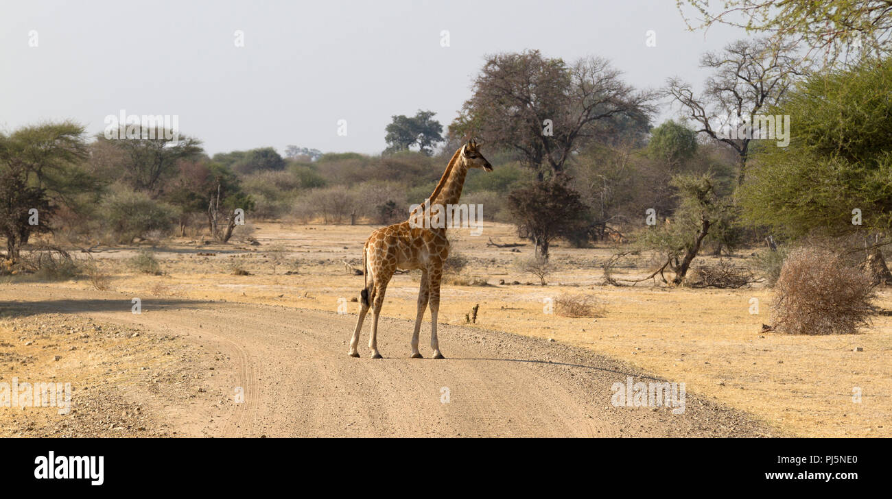 Single young giraffe (Giraffa camelopardalis) in Namibia Stock Photo ...
