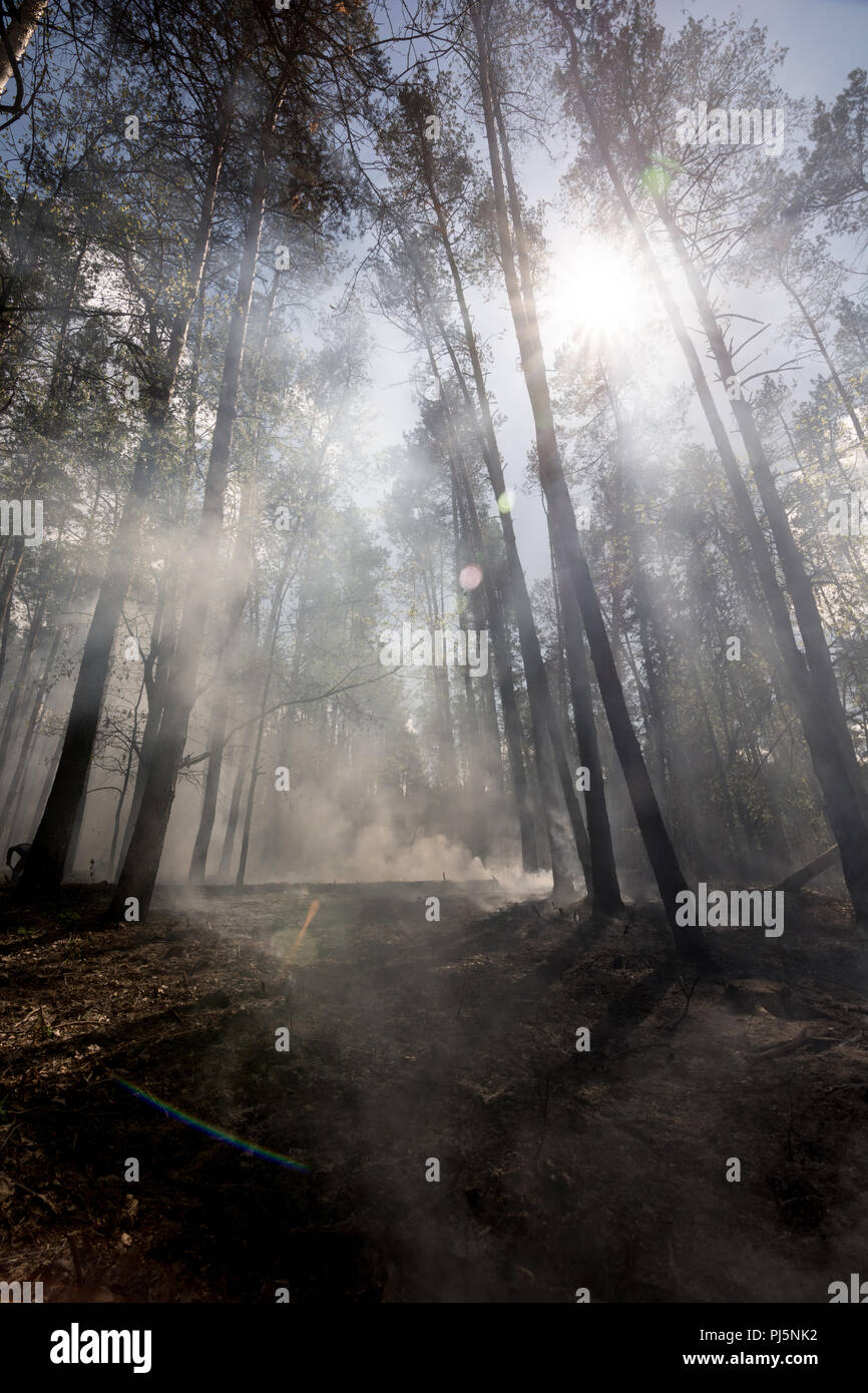 Forest fire and clouds of dark smoke in pine stands. Flame is starting ...