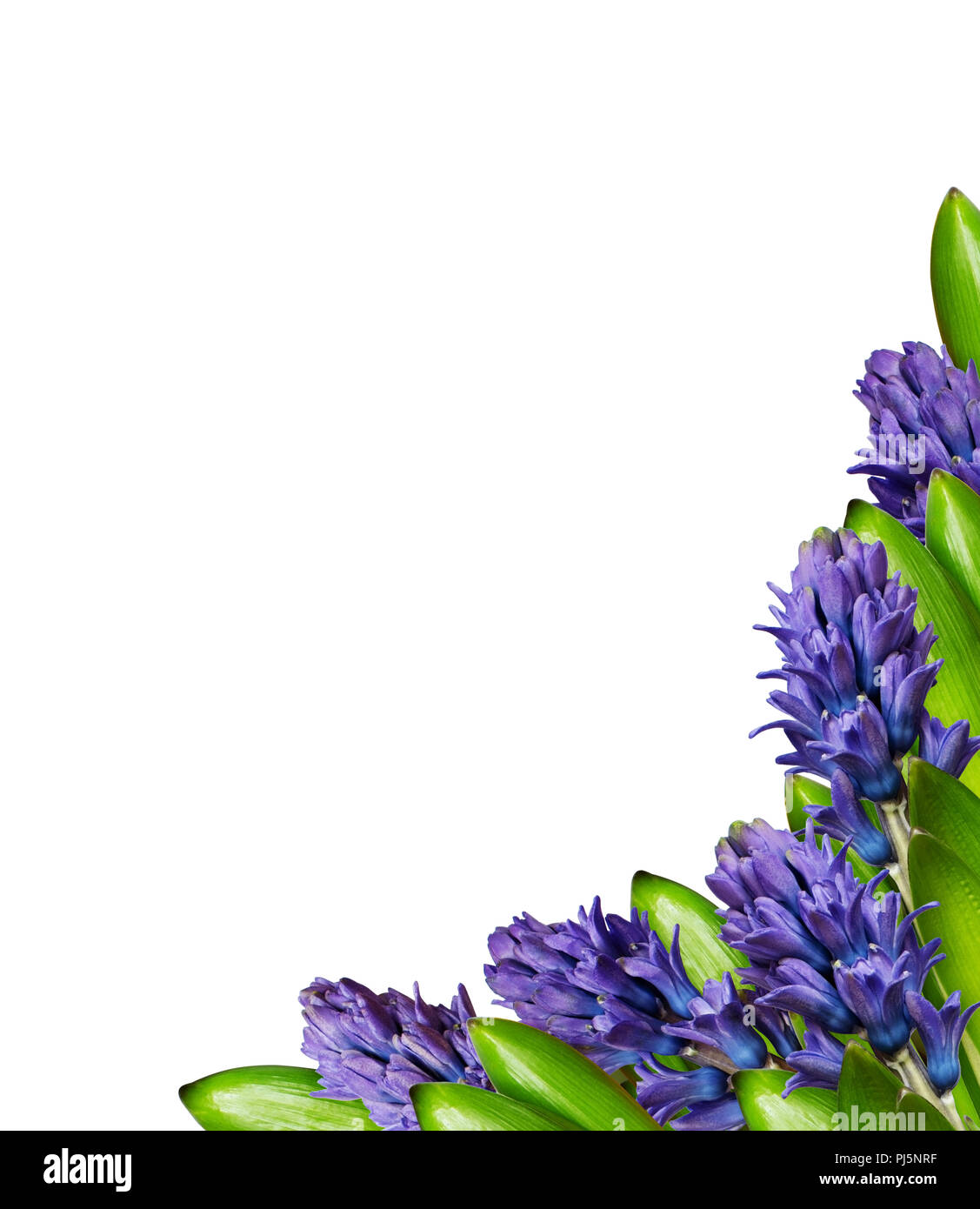 Hyacinth flowers in a corner arrangement isolated on white background ...