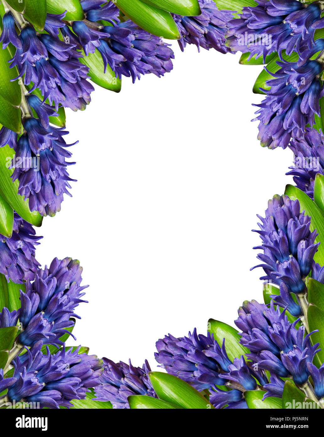 Hyacinth flowers in a frame arrangement isolated on white background ...
