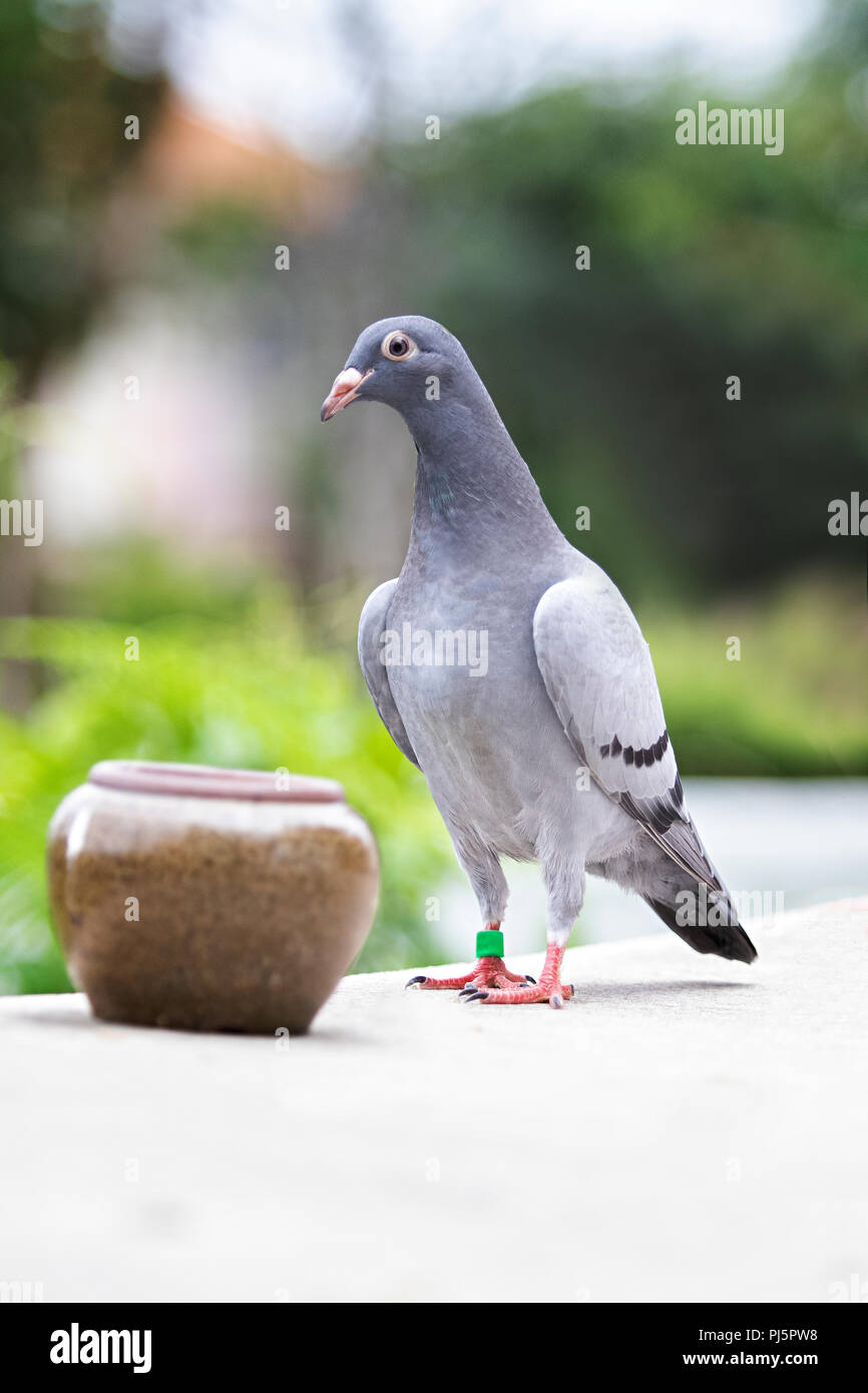 full body of speed racing pigeon standing on home loft roof Stock Photo ...