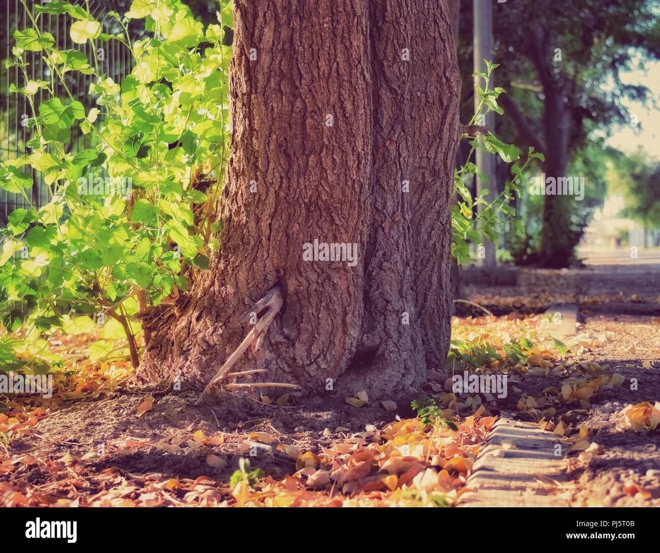 Tree trunk abandoned hi-res stock photography and images - Alamy