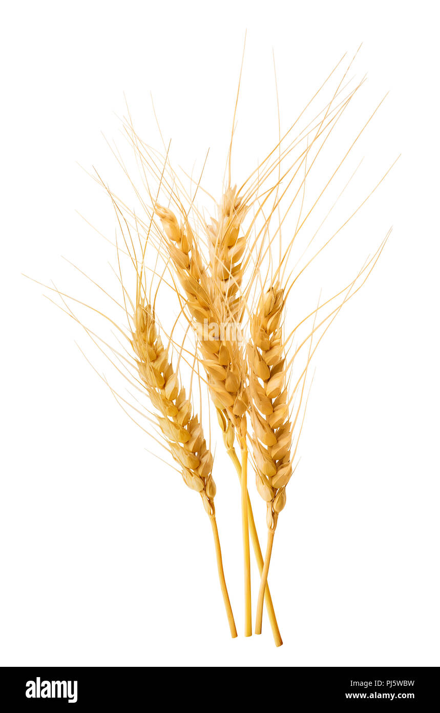 Vertical ears hi-res stock photography and images - Alamy