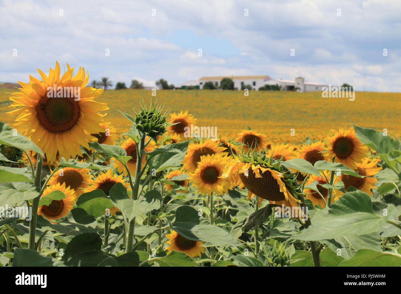 Landscape with sunflowers and farm in the background Stock Photo - Alamy
