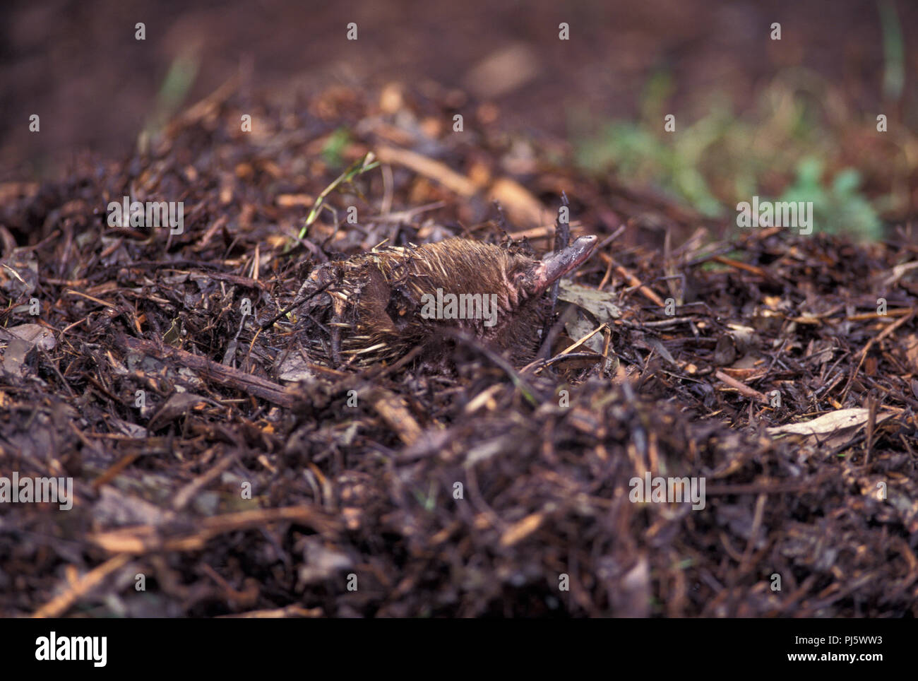 NOT 1034225 ECHIDNA OR SPINY ANTEATER Tachyglossus aculeatus emerging ...