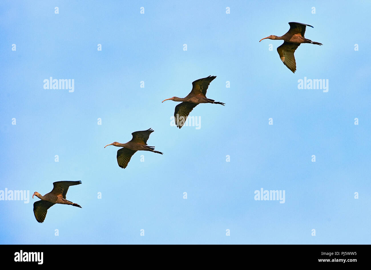 Bird formation hi-res stock photography and images - Alamy