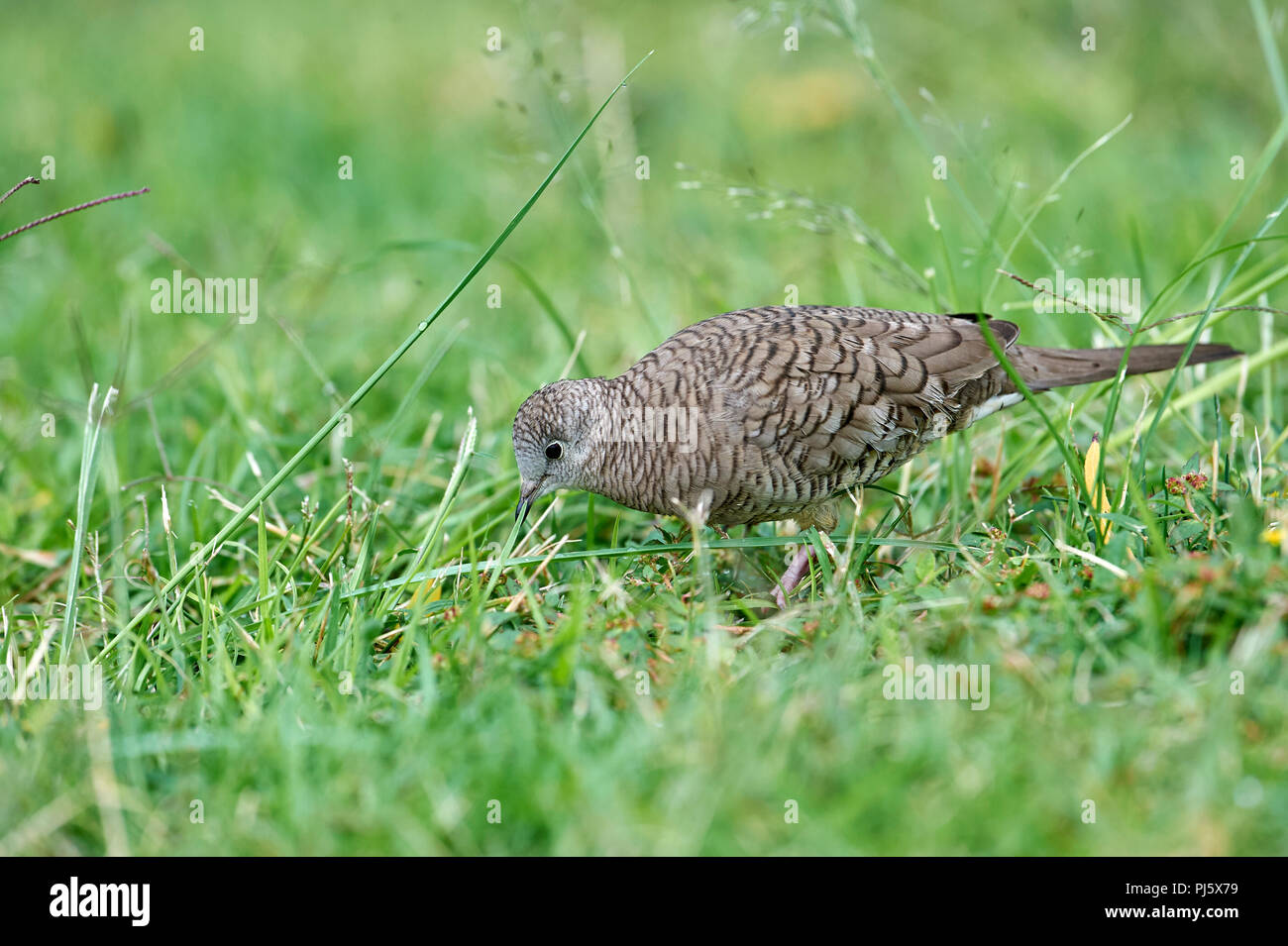 Inca Dove (Columbina inca) foraging in grass, Jocotopec, Jalisco ...