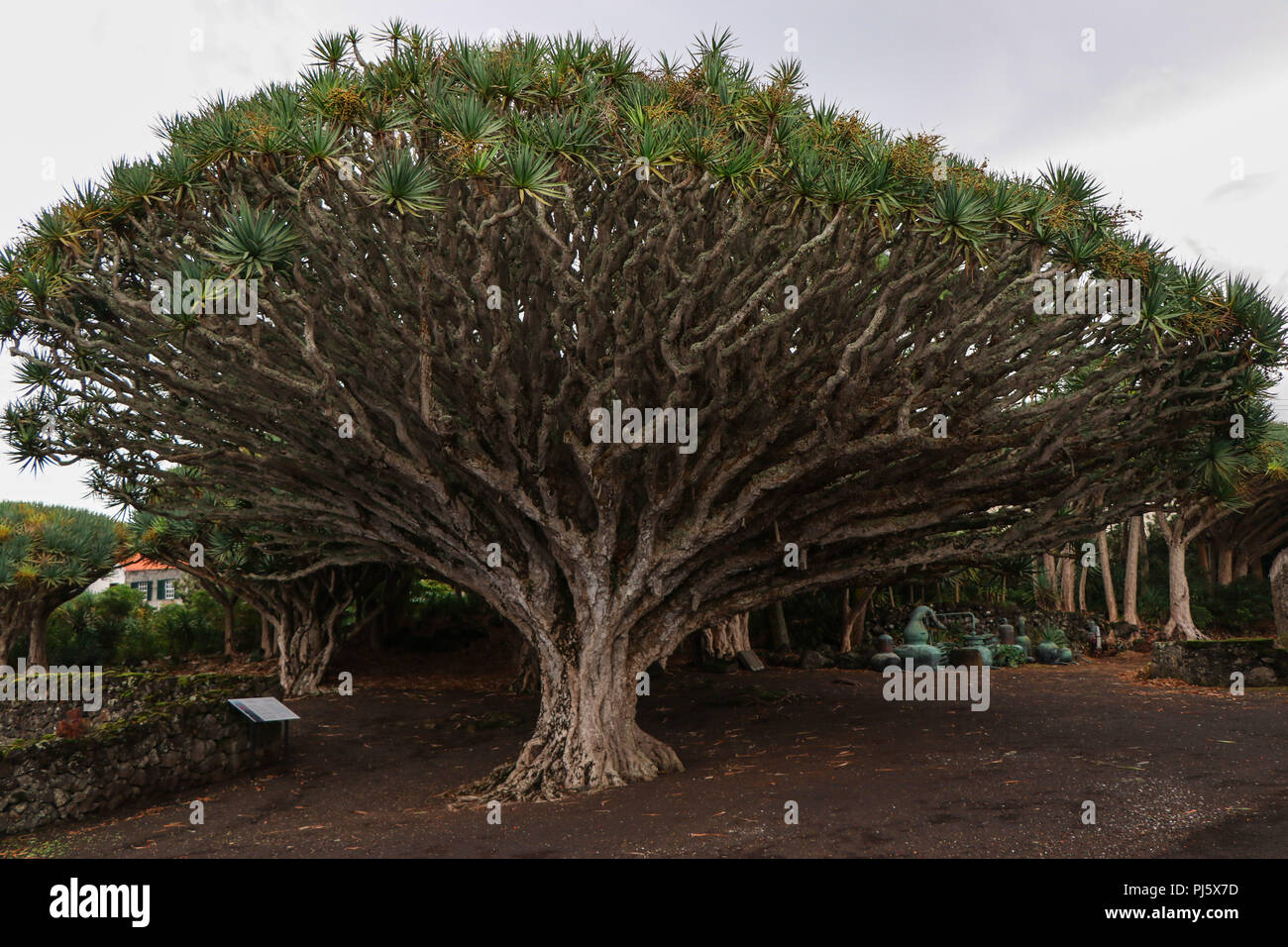 The azores islands hi-res stock photography and images - Alamy