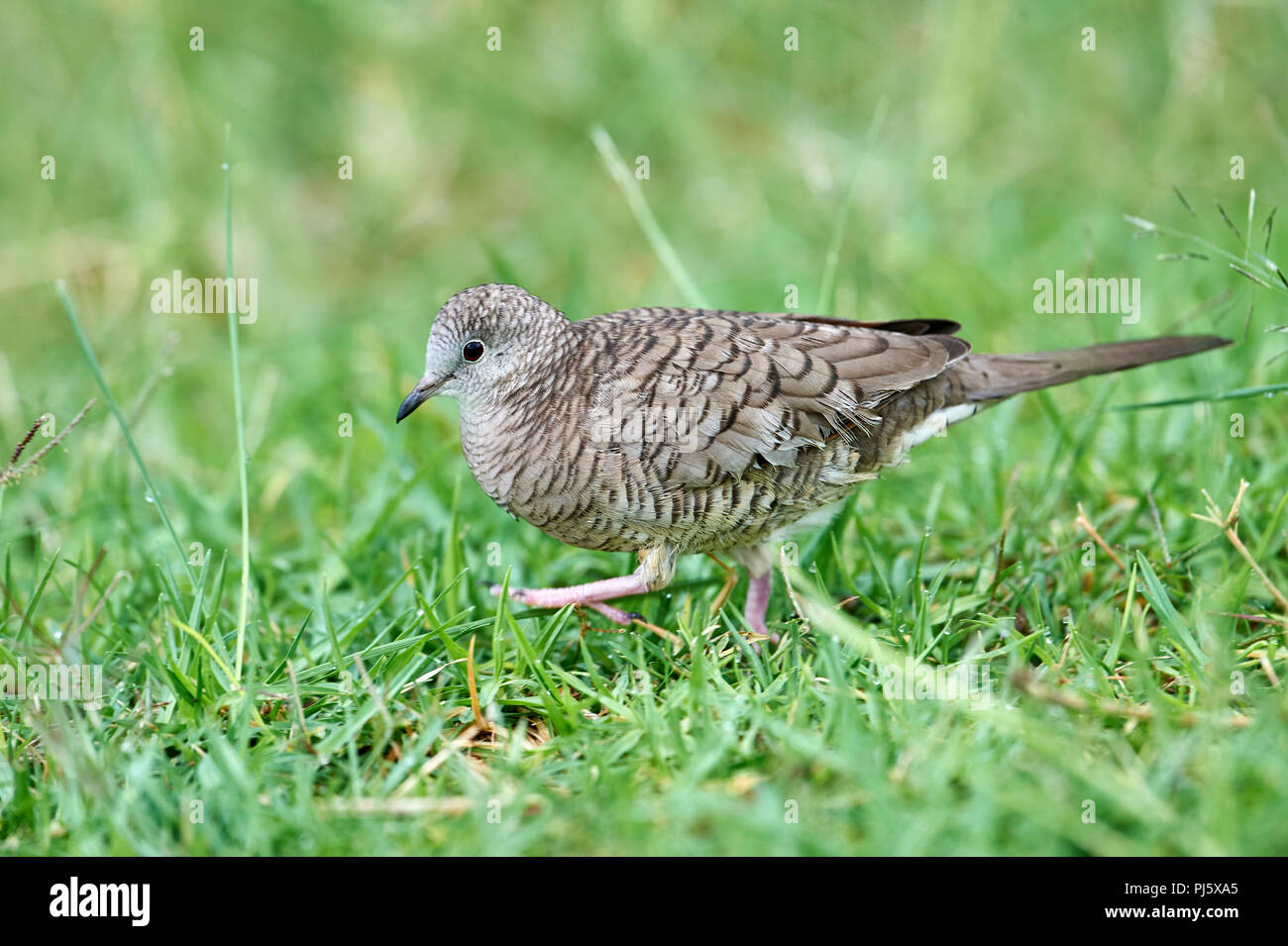 Inca Dove (Columbina inca) foraging in grass, Jocotopec, Jalisco ...