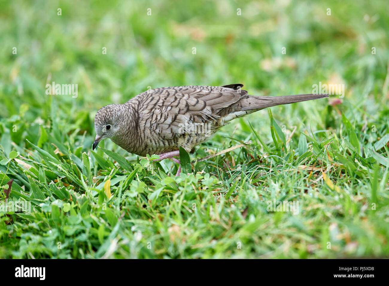 Columbina inca hi-res stock photography and images - Alamy